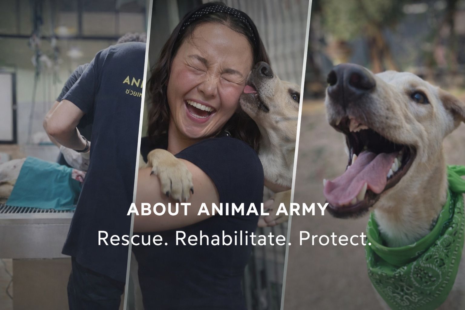 Animal Army Foundation ช่วยเหลือ ปกป้อง ป้องกัน – Animalarmy